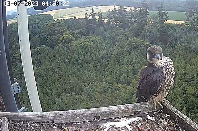 Wanderfalken Heidelberg Webcam