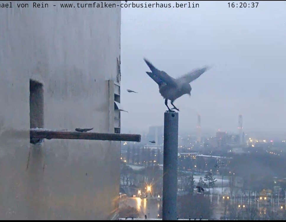 Webcam: Turmfalken Berlin 2024 - Externe Webcams - LBV Forum