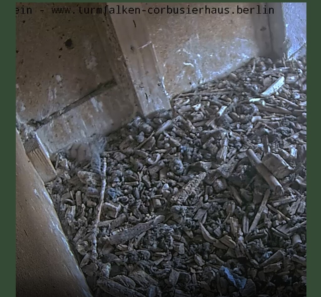 Webcam: Turmfalken Berlin 2023 - Externe Webcams - LBV Forum