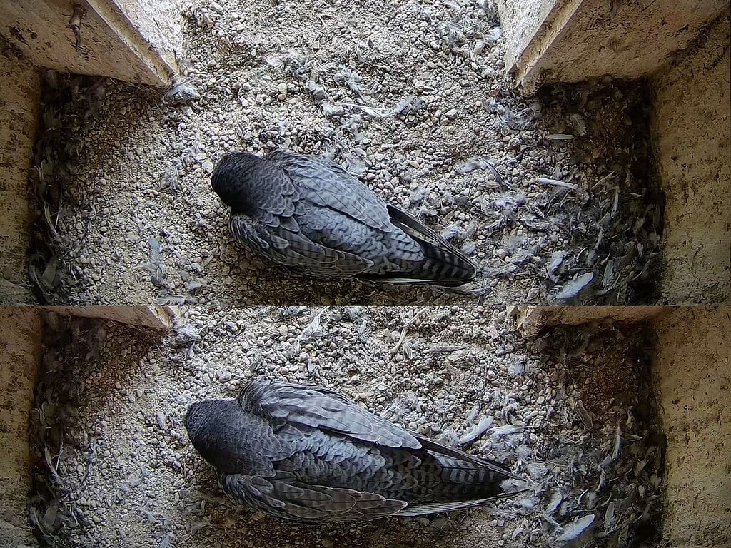 Webcam: Wanderfalken (Oberpfalz) Regensburg 2026 - LBV-Webcams - LBV Forum