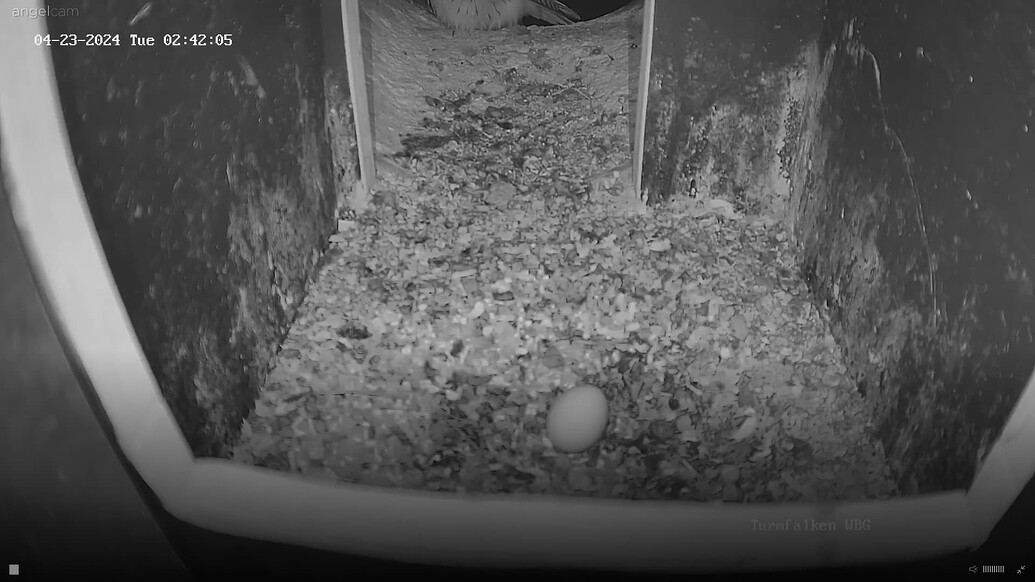 Webcam: Turmfalken Mögeldorf (wbg) 2024 - Externe Webcams - LBV Forum