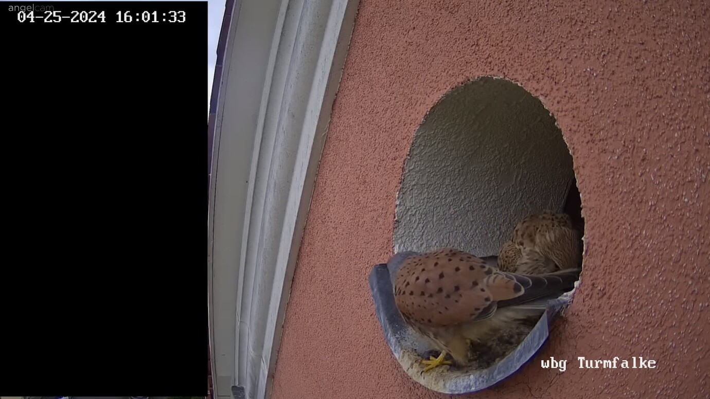 Webcam: Turmfalken Mögeldorf (wbg) 2024 - Externe Webcams - LBV Forum