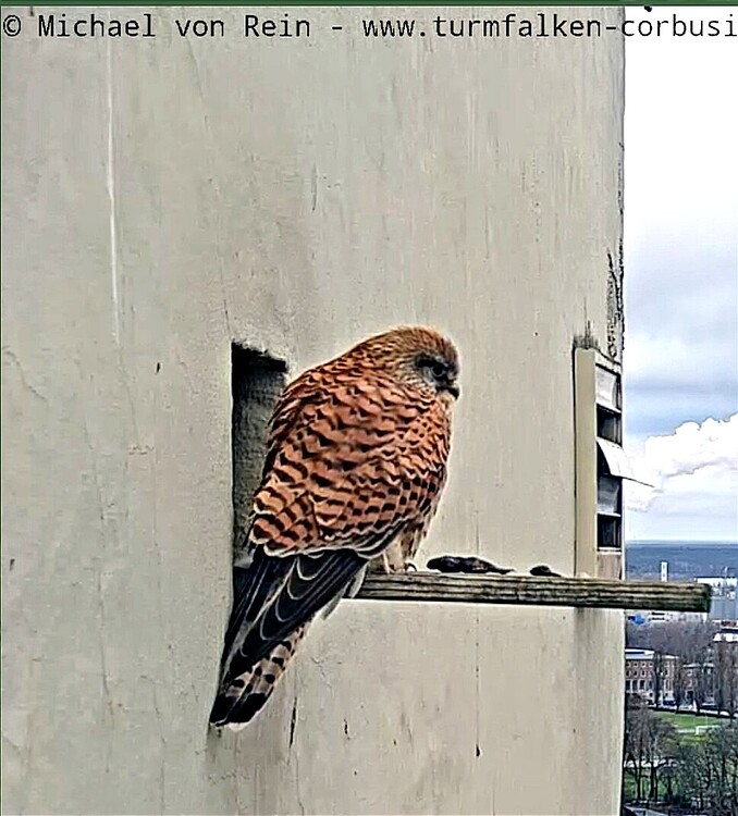 Webcam: Turmfalken Berlin 2024 - Externe Webcams - LBV Forum