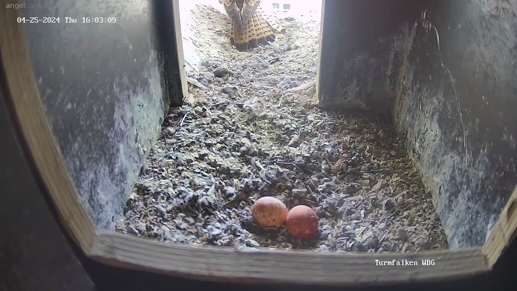 Webcam: Turmfalken Mögeldorf (wbg) 2024 - Externe Webcams - LBV Forum