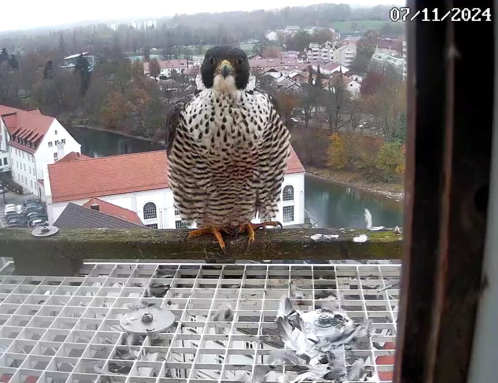 Webcam: Wanderfalken (Schwaben) in Kempten/Oberallgäu 2026 - LBV ...