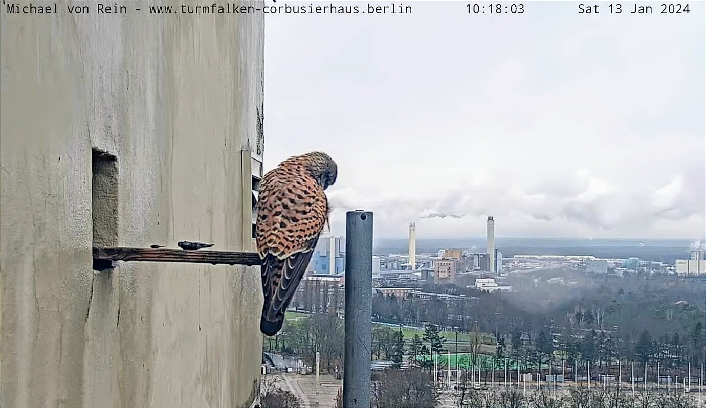 Webcam: Turmfalken Berlin 2024 - Externe Webcams - LBV Forum