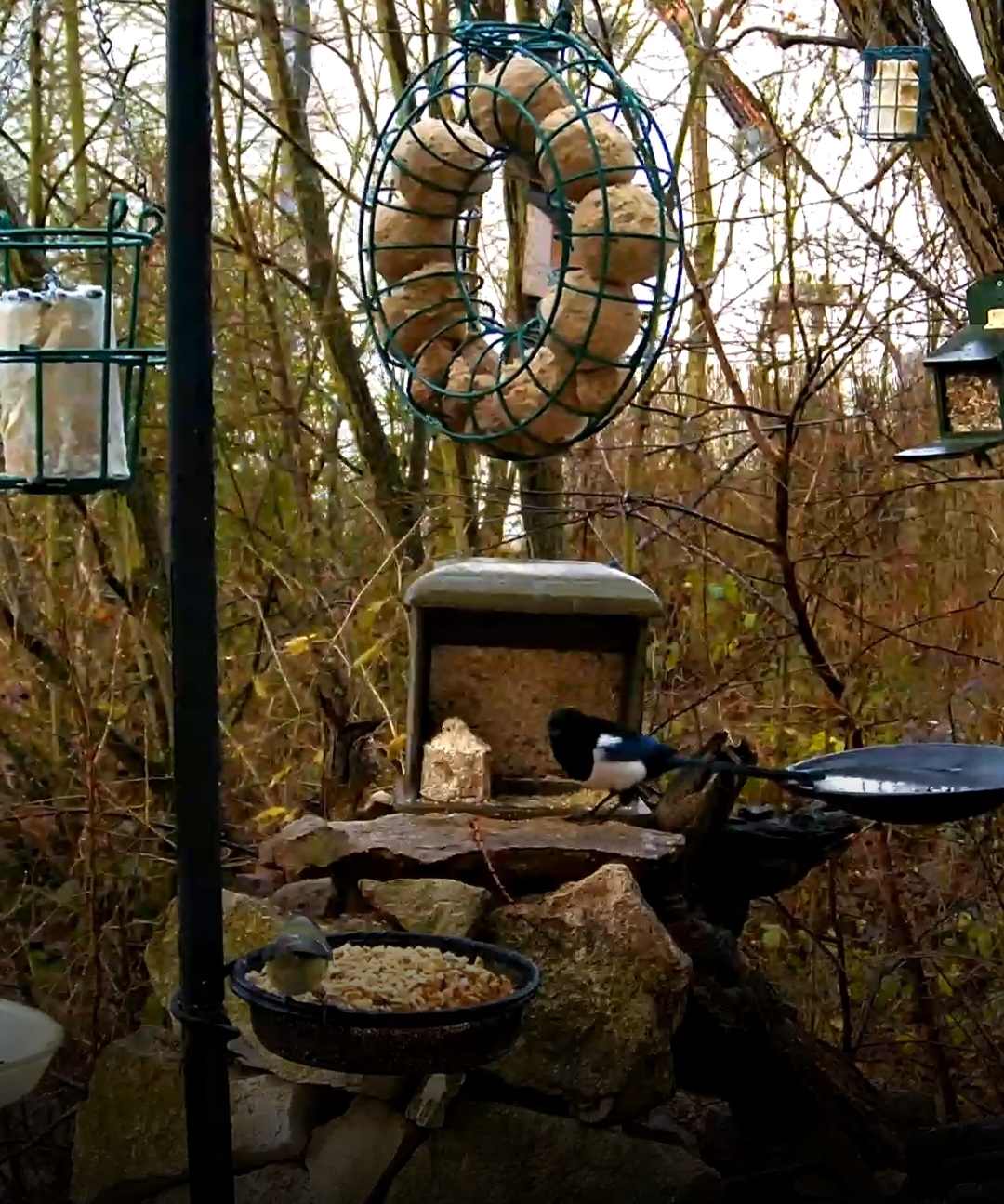 Webcam: Futterhaus (Hilpoltstein) - #4559 von Recka - LBV-Webcams - LBV ...