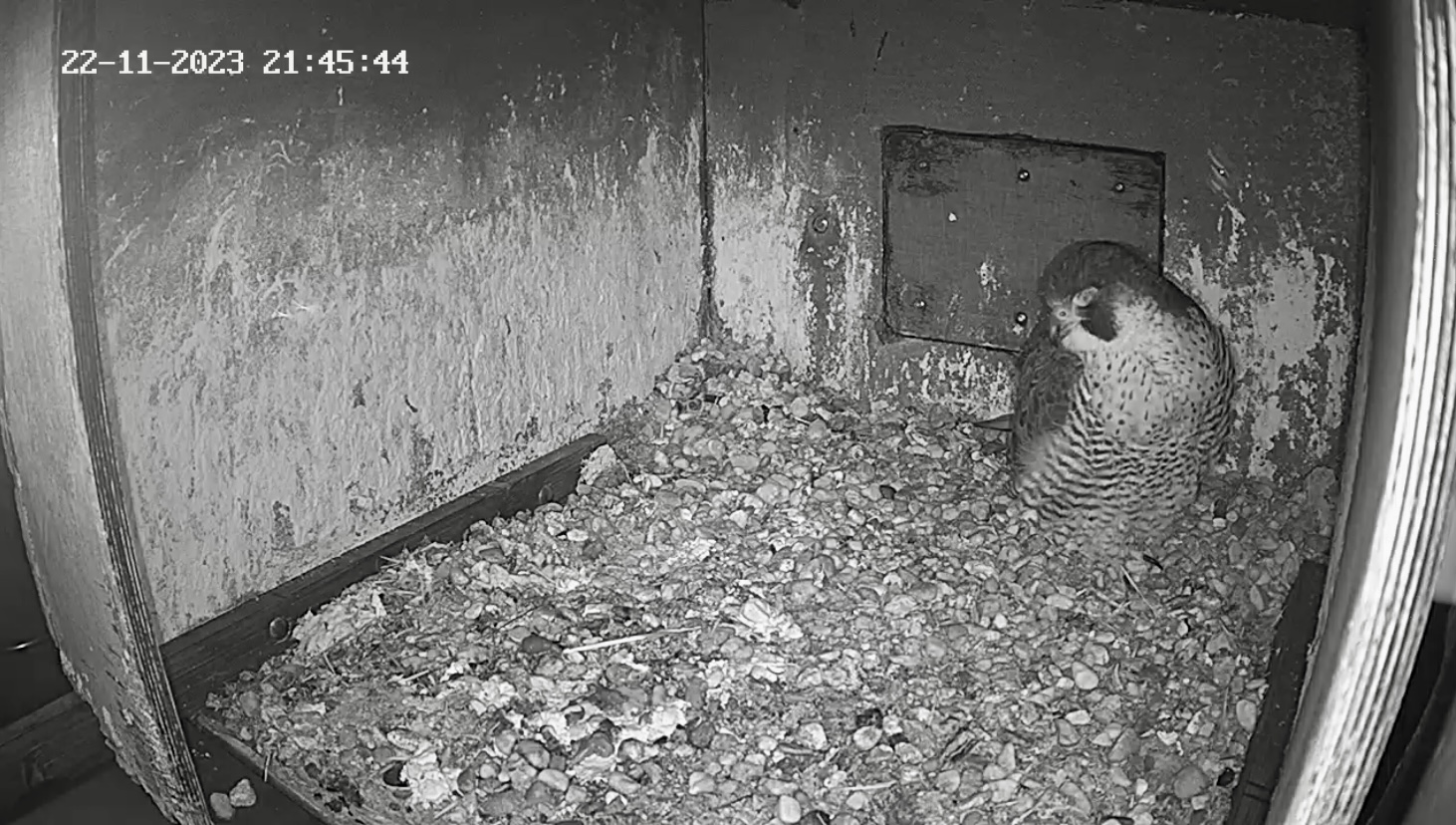 Webcam: Wanderfalken (Oberbayern) 2023 - Seite 99 - LBV-Webcams - LBV Forum