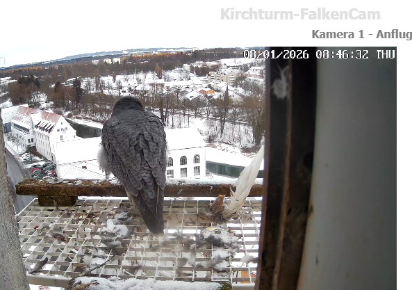 Webcam: Wanderfalken (Schwaben) in Kempten/Oberallgäu 2026 - LBV ...