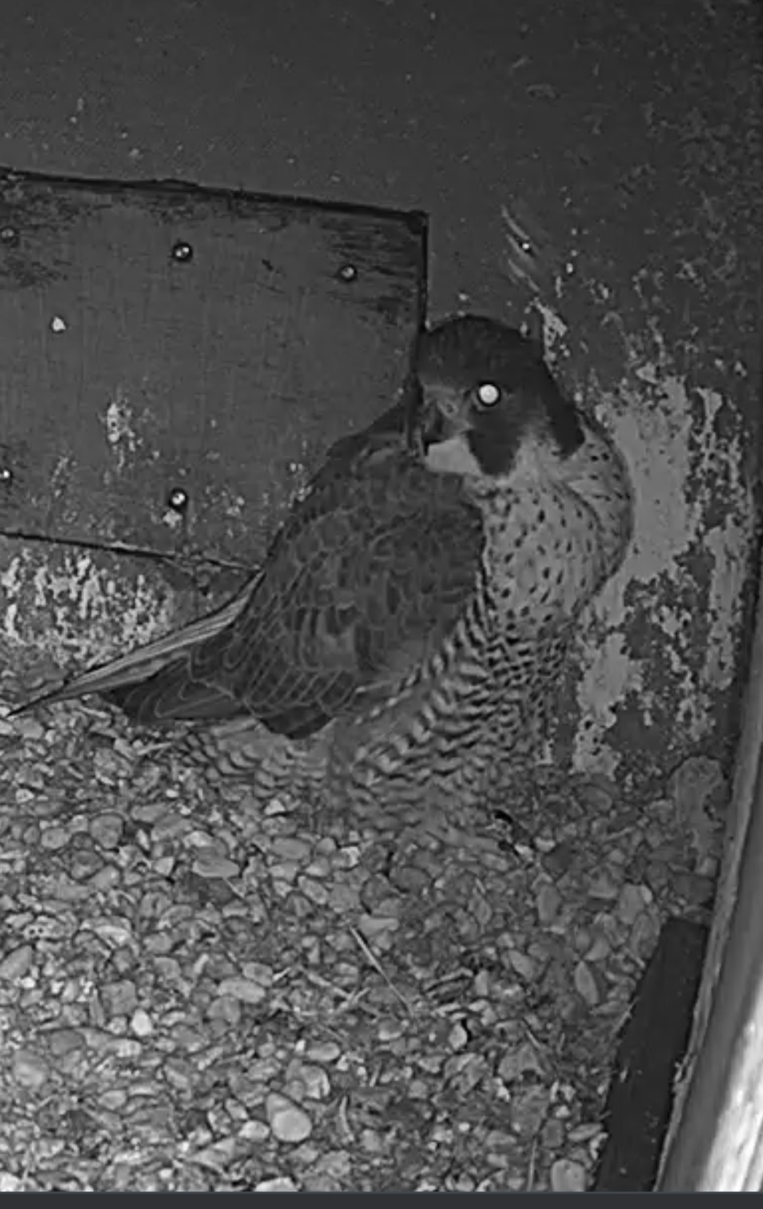 Webcam: Wanderfalken (Oberbayern) 2023 - Seite 99 - LBV-Webcams - LBV Forum