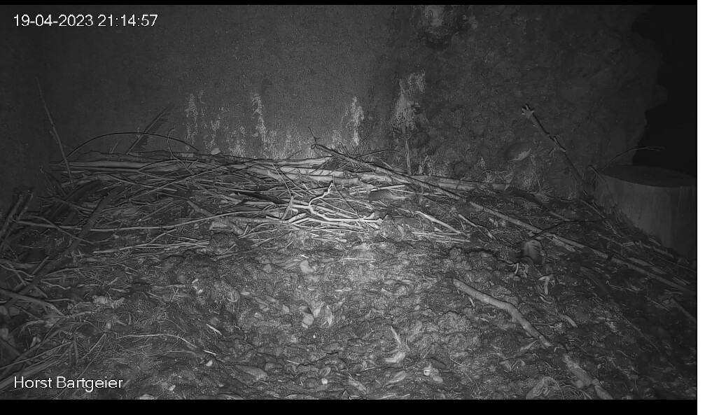 Mascha Und Hans Die Schweizer Webcam Stars Aus Dem Tierpark Goldau mascha-und-hans-die-schweizer-webcam-stars-aus-dem-tierpark-goldau