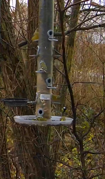 Webcam: Futterhaus (Hilpoltstein) - #4559 von Recka - LBV-Webcams - LBV ...