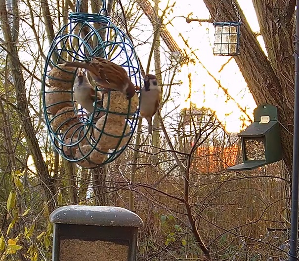 Webcam: Futterhaus (Hilpoltstein) - #4559 von Recka - LBV-Webcams - LBV ...