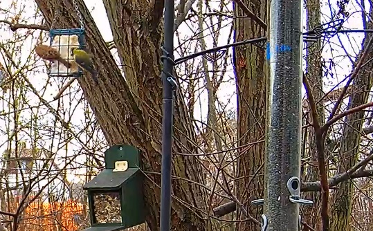 Webcam: Futterhaus (Hilpoltstein) - #4559 von Recka - LBV-Webcams - LBV ...