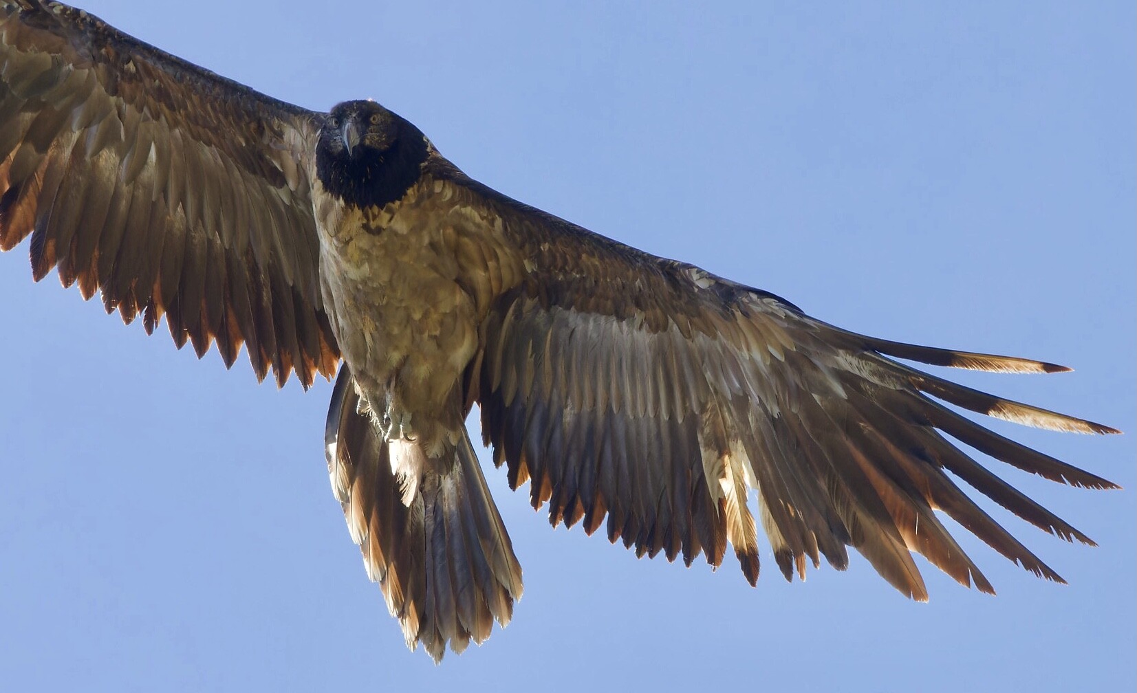 Sisi & Nepomuk üben das Fliegen und erkunden die Umgebung - Seite 39 ...