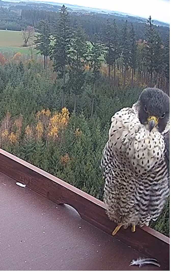 Webcam: Wanderfalken (Oberbayern) 2023 - Seite 99 - LBV-Webcams - LBV Forum