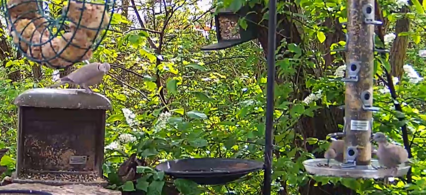 Webcam: Futterhaus (Hilpoltstein) 2024 - #375 von Recka - LBV-Webcams ...