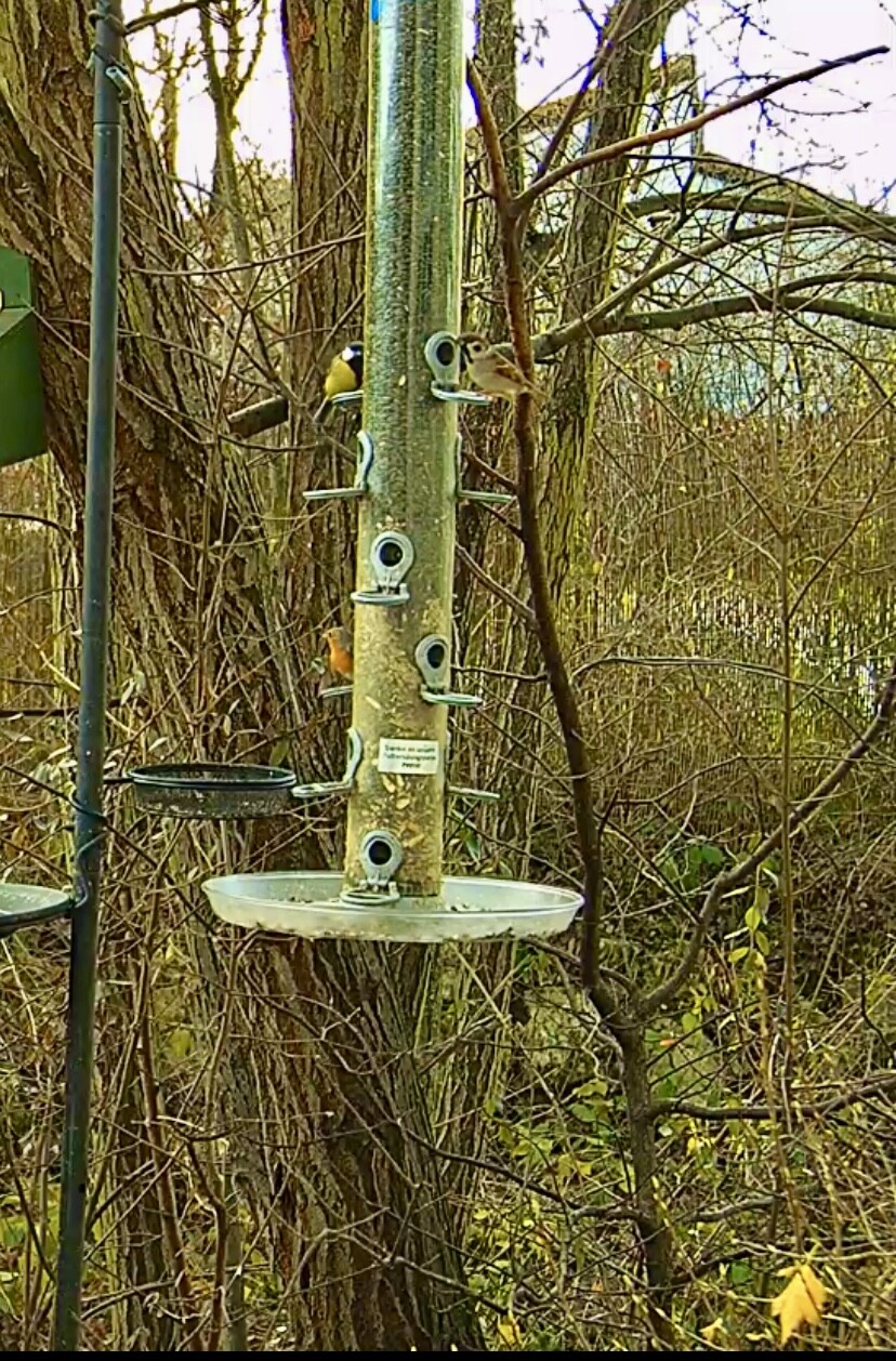 Webcam: Futterhaus (Hilpoltstein) - #4559 von Recka - LBV-Webcams - LBV ...