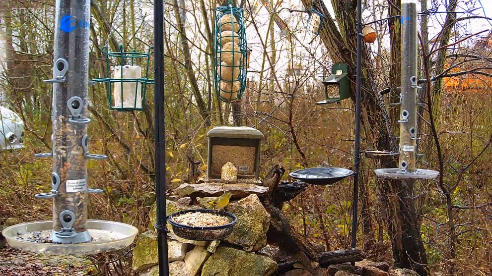 Webcam: Futterhaus (Hilpoltstein) - #4559 von Recka - LBV-Webcams - LBV ...