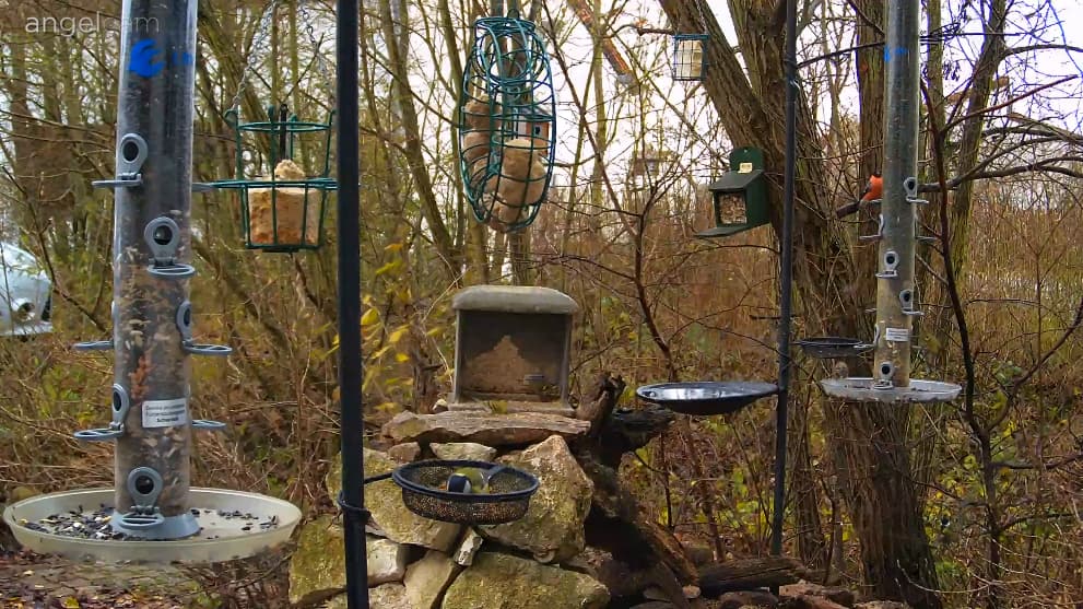 Webcam: Futterhaus (Hilpoltstein) - #4559 von Recka - LBV-Webcams - LBV ...